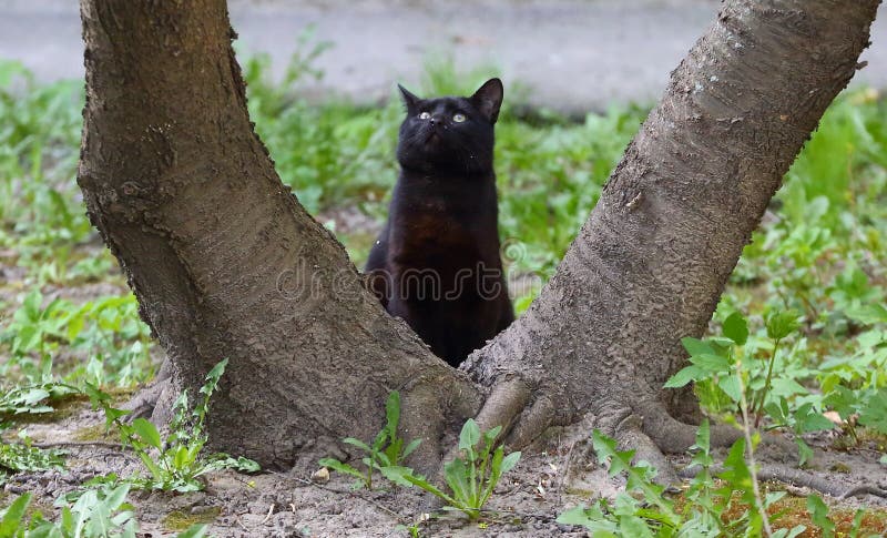 Black Cat at the Roots of a Tree Stock Photo - Image of animal, grass ...