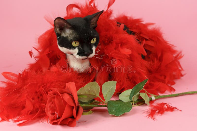 Black cat with rose stock image. Image of white, black - 66113249