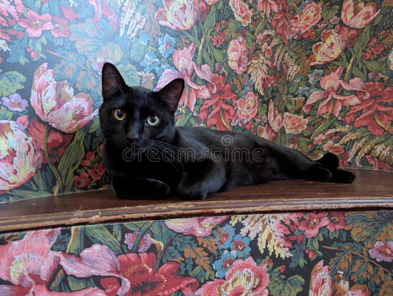 Black Cat with Rose Wallpaper Stock Image - Image of historical, rose ...