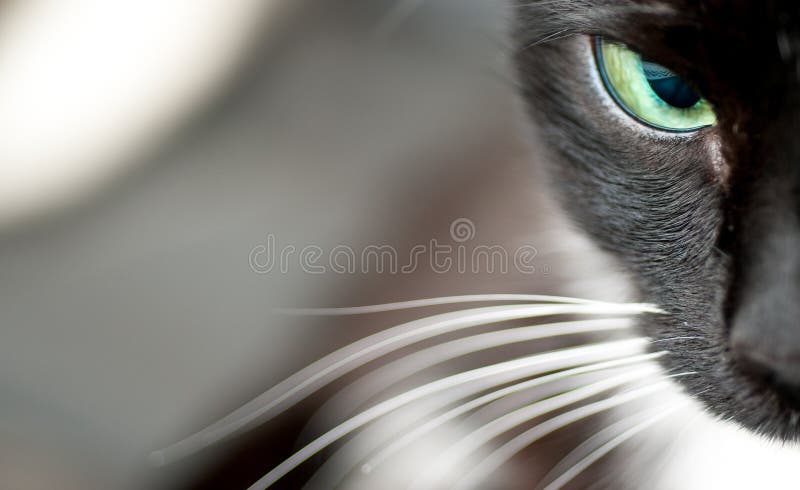 Black cat`s evil look stock photo. Image of halloween - 134011694