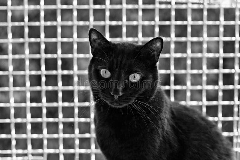 Black Cat in Safe and Secure Outdoor Enclosure Stock Image - Image of ...