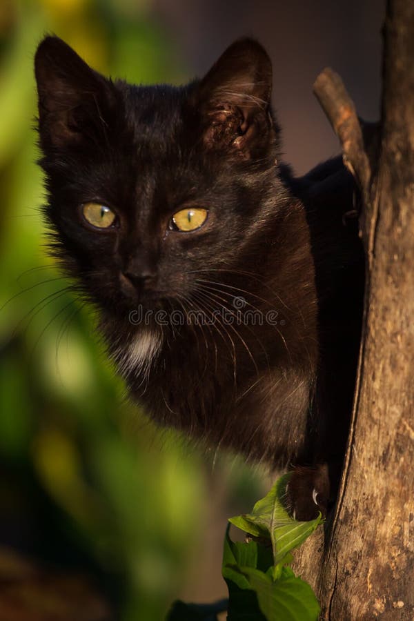 Black Cat Scratching Tree with Sharp Claws Stock Image - Image of ...
