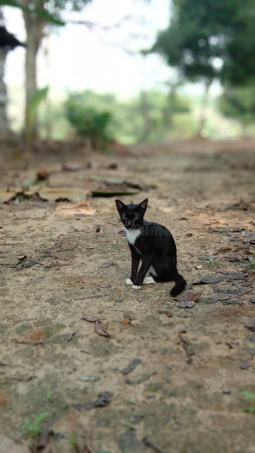 Black cat with Sharp eyes stock image. Image of whiskers - 252023819