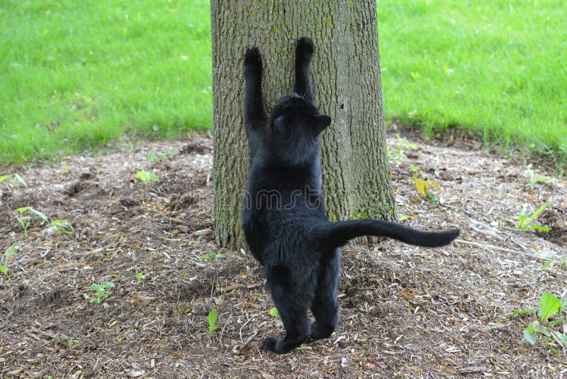 Black Cat Sharpening Its Claws Stock Image - Image of head, beautiful ...