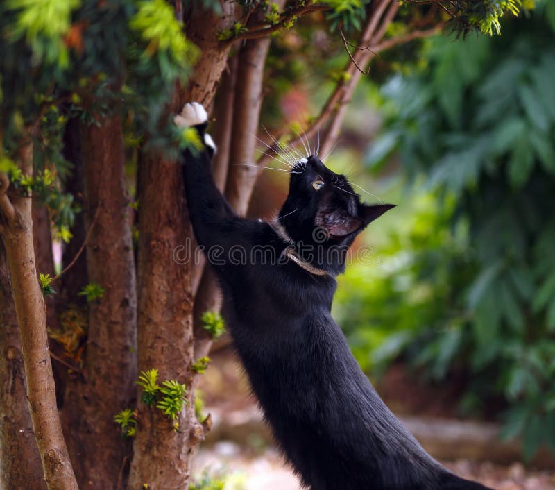 Black Cat Sharpens Claws on a Wooden Fence in Garden in Nature Stock ...