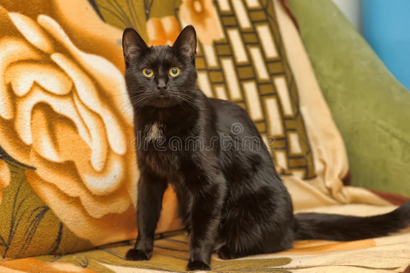 Black cat with shiny hair stock image. Image of mammal - 151495963