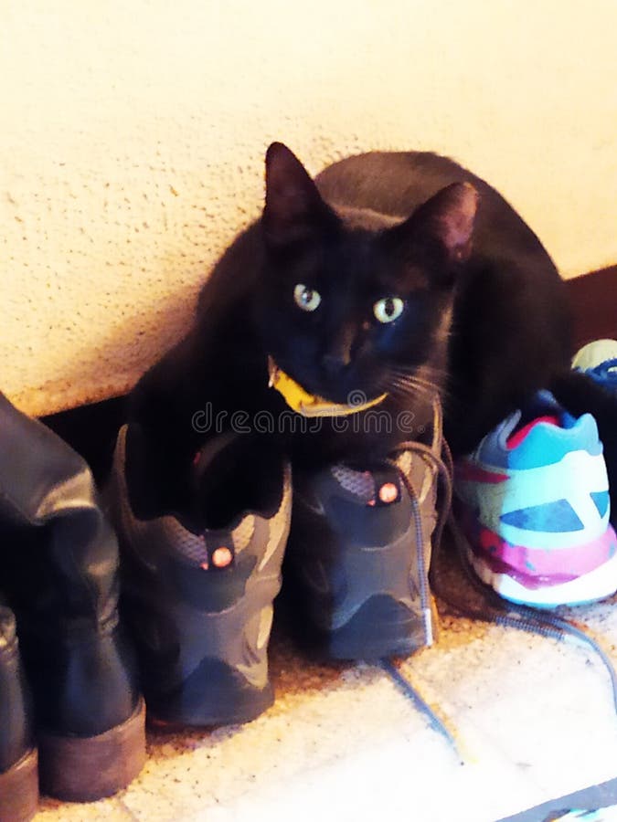 Black Cat on Shoes. Glance, Pet Stock Photo - Image of shoes, glance ...
