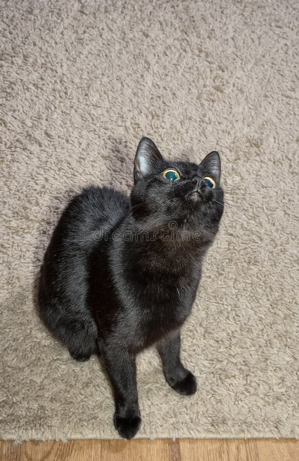 Black Cat Looks Suspicious, Close-up Stock Image - Image of closeup ...