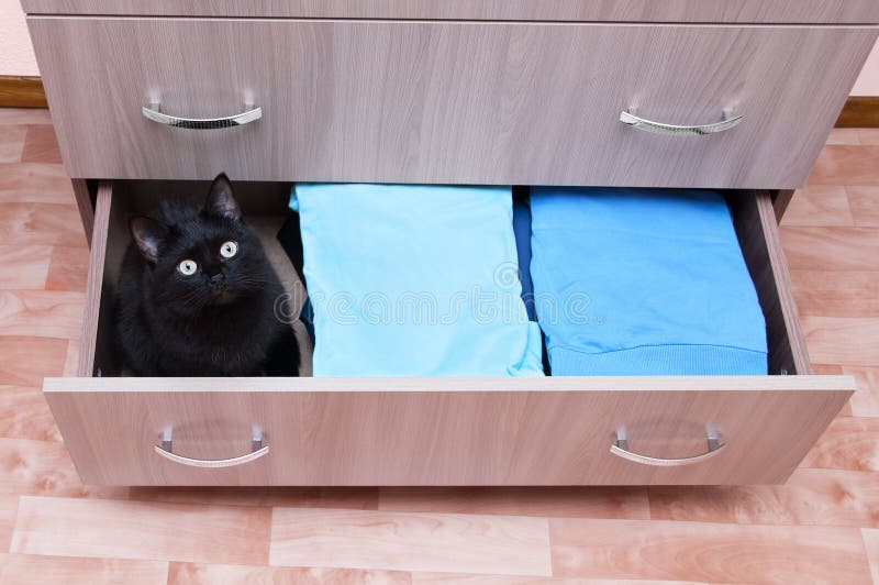 Cat Open Drawer Stock Photos - Free & Royalty-Free Stock Photos from ...