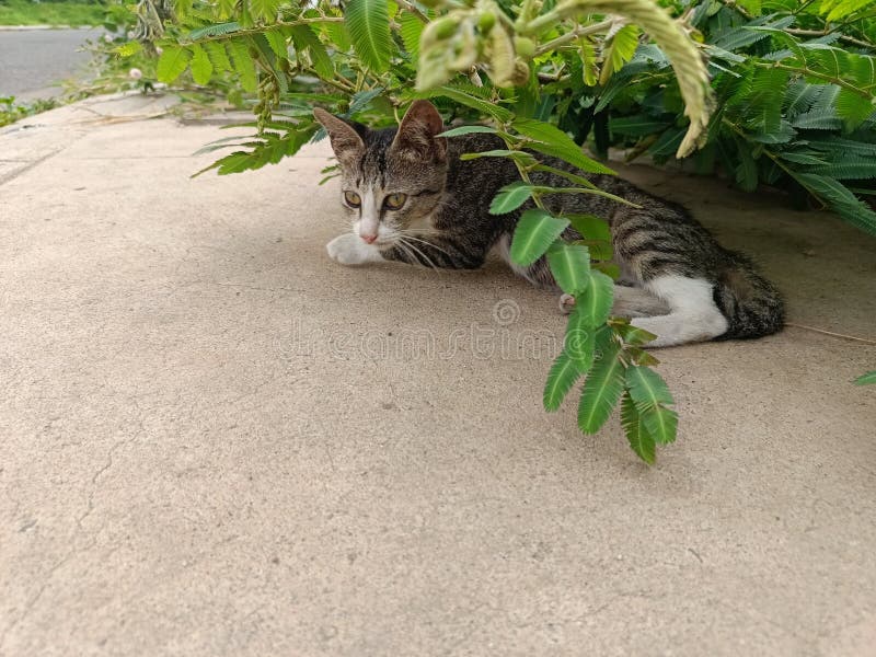 A Black Cat Sits Under a Green Tree Branch Stock Image - Image of ...