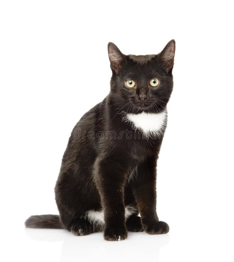 Black Cat Sitting in Front and Looking at Camera. Isolated Stock Photo ...