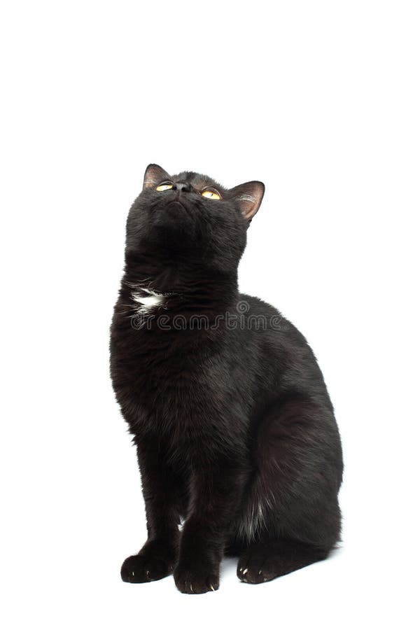 Black Cat Sitting Up