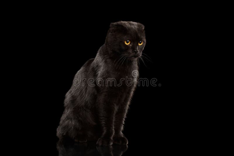 Black Cat Sitting on Mirror and Grumpy Looking Stock Photo - Image of ...
