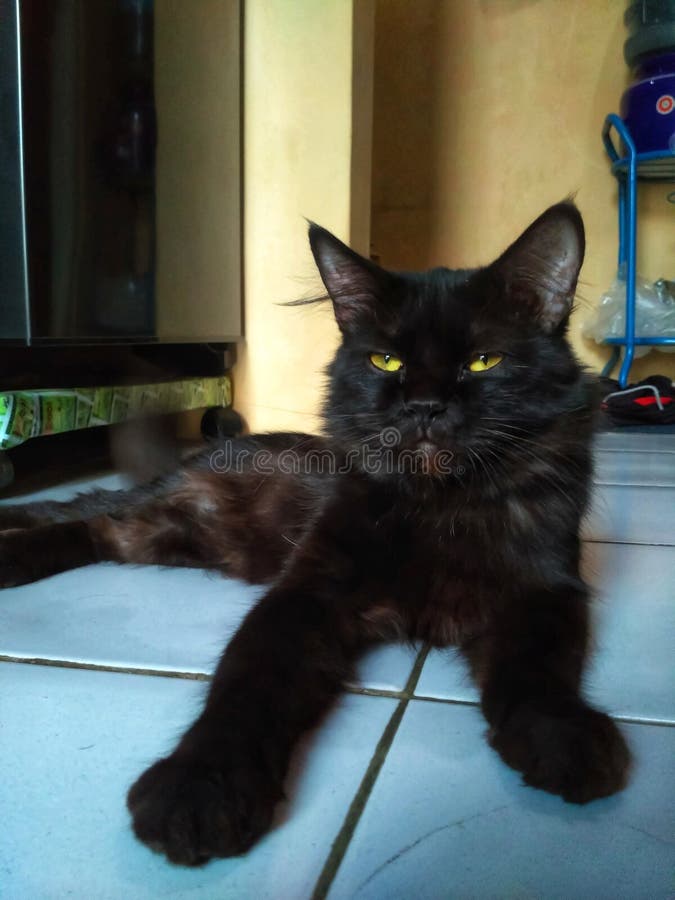 The Black Cat Sitting in a Room with His Sharp Yellow Eyes Look so Cute ...