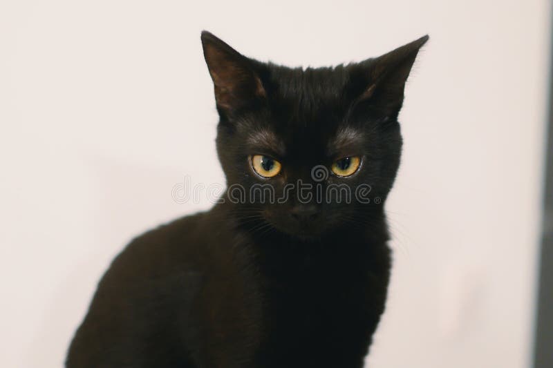 A Black Cat Sitting on a Table Staring at the Camera Stock Image ...