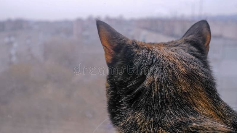 459 Black Cat Sitting Back View Stock Photos - Free & Royalty-Free ...
