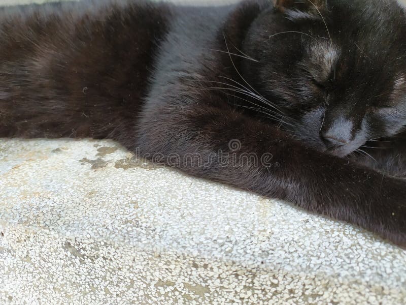912 Black Cat Sleeping Outside Stock Photos - Free & Royalty-Free Stock ...