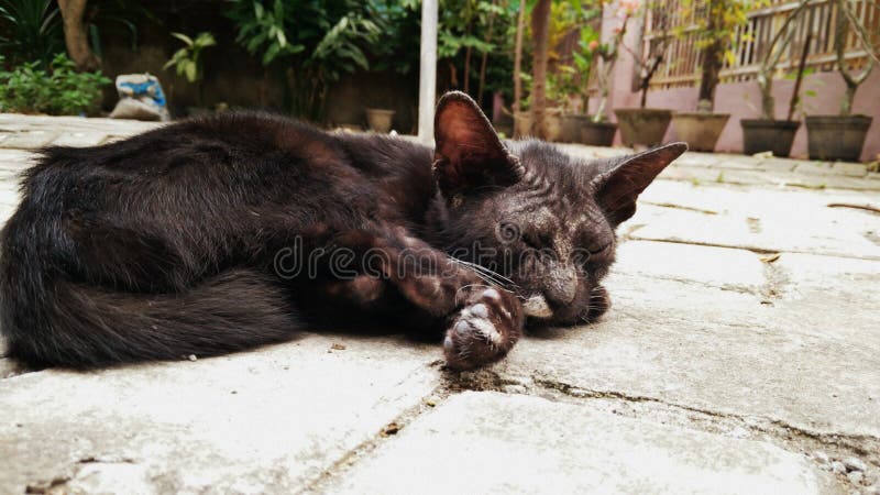 Black Cat stock image. Image of cute, sleepy, morning - 120602573