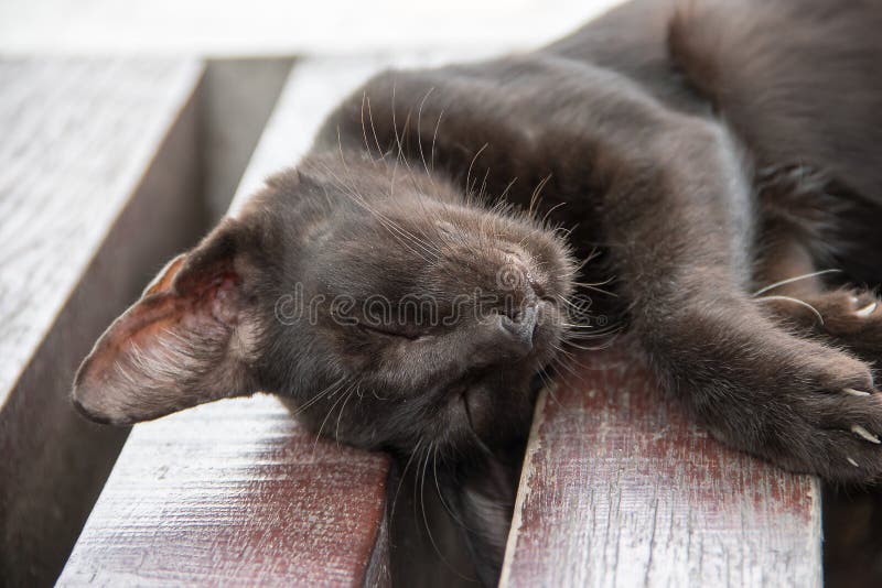 Black Cat Slept on the Wooden Stock Photo - Image of life, dark: 189507592