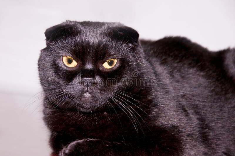 Black Cat with the Small Ears. Scottish Fold Stock Photo - Image of ...