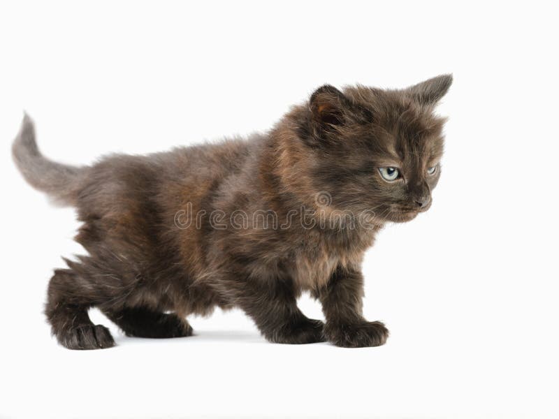 291 Cat Sharp Claw Photos - Free & Royalty-Free Stock Photos from ...