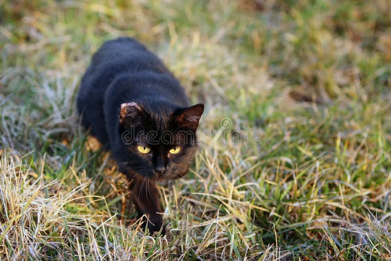 Black Cat Sneaking in the Grass Stock Image - Image of speed, domestic ...