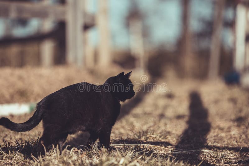1,054 Cat Sneaking Stock Photos - Free & Royalty-Free Stock Photos from ...