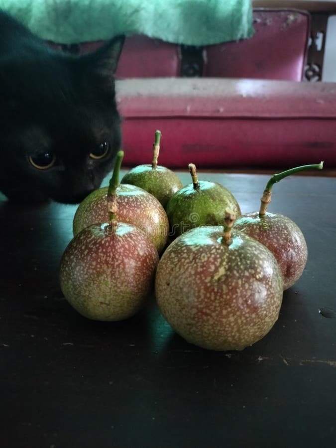 A Black Cat is Sniffing and Smelling the Passion Fruits on the Table ...