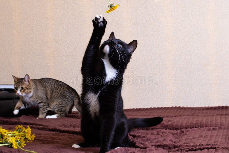 Black Cat Sniffing Yellow Dandelions in Hand Stock Image - Image of ...