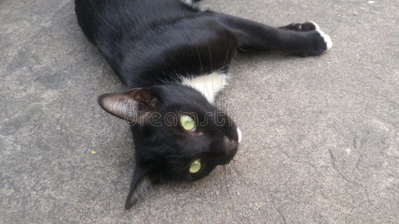 A Black Cat Snooze on the Floor. Stock Image - Image of black, looking ...