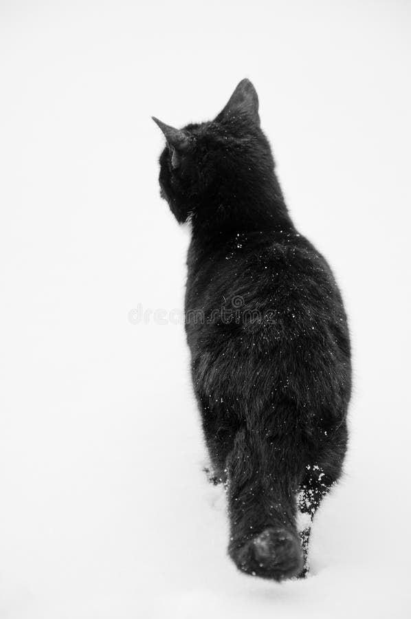 Black cat at snow stock photo. Image of head, ears, mammal - 17576604