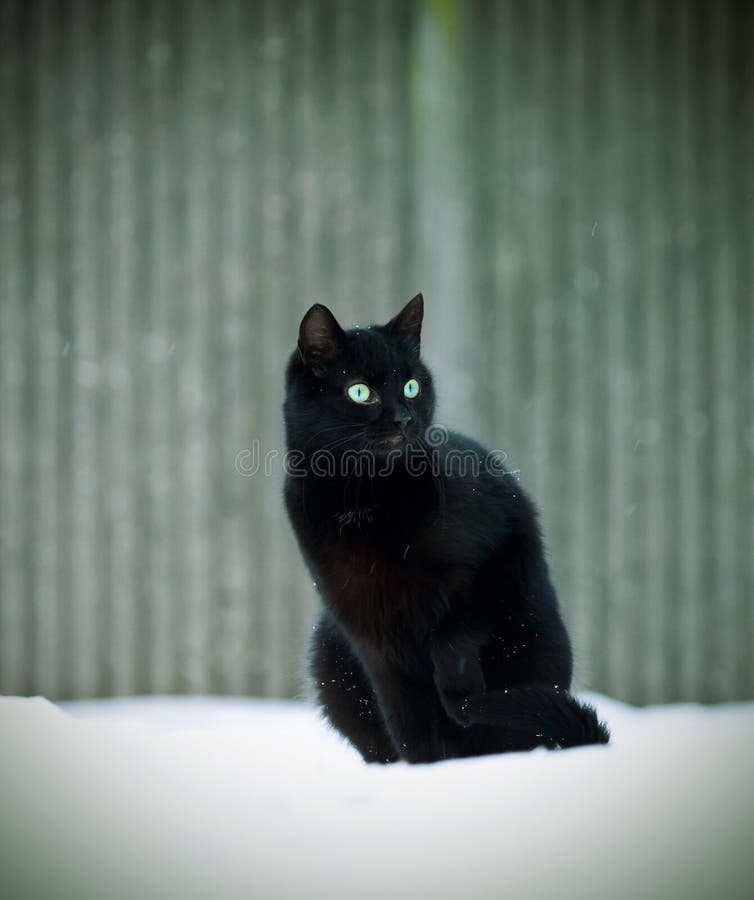 Black cat stock image. Image of snowflakes, green, snowflake - 47889857