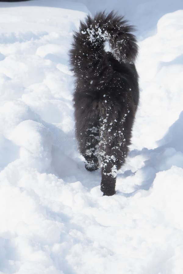 Black cat in the snow stock image. Image of feline, black - 140744545