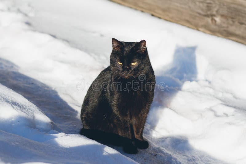 Black Cat in the Snow Basking in the Sun Stock Image - Image of weather ...