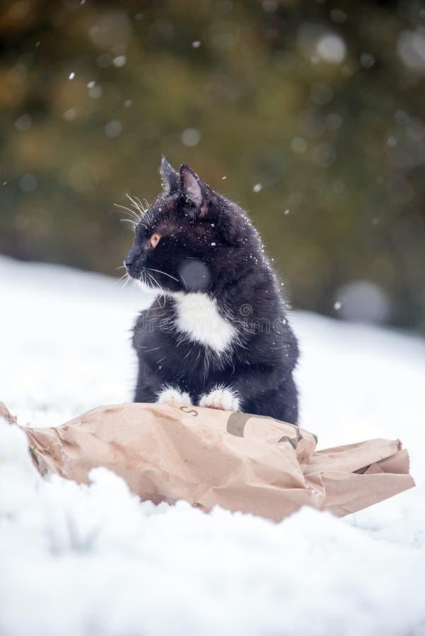 Black cat on the snow. stock image. Image of horizon - 106996353
