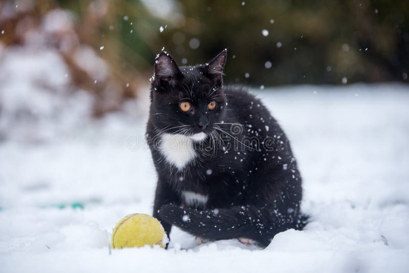 Black cat on the snow. stock image. Image of play, little - 106996573