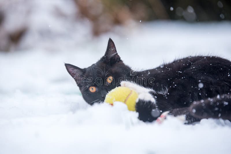 Black cat on the snow. stock photo. Image of domestic - 106996818