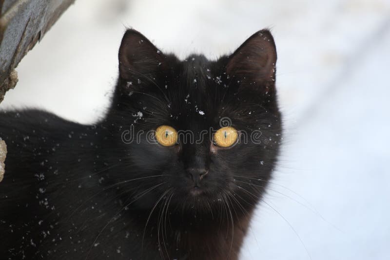 Black cat on snow stock photo. Image of skin, look, funny - 109214832