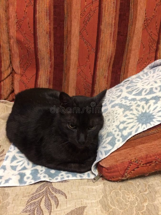 Black cat stock image. Image of black, sofa, cats, kitty - 177990235
