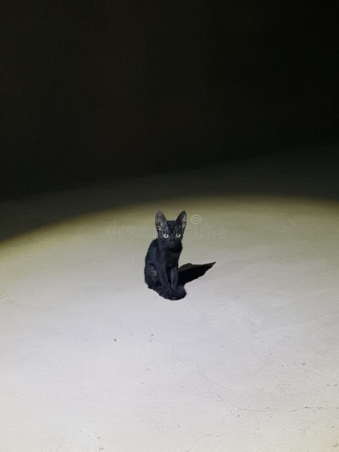 Black cat in the spotlight stock image. Image of spotlight - 312872793