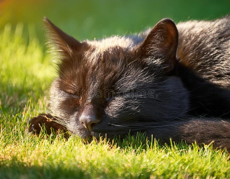 A Black Cat Sprawled Out on a Sunny Patch of Grass, Napping Stock ...