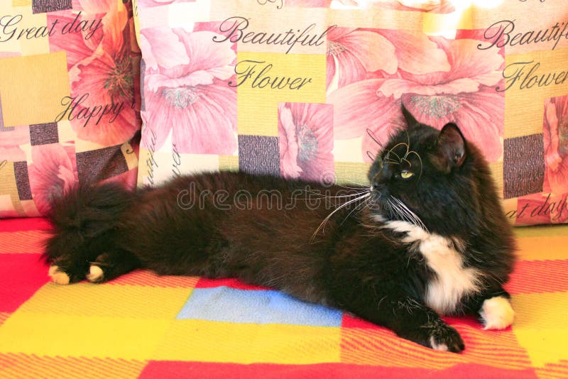 Black Cat Sprawled Sofa Stock Photos - Free & Royalty-Free Stock Photos ...