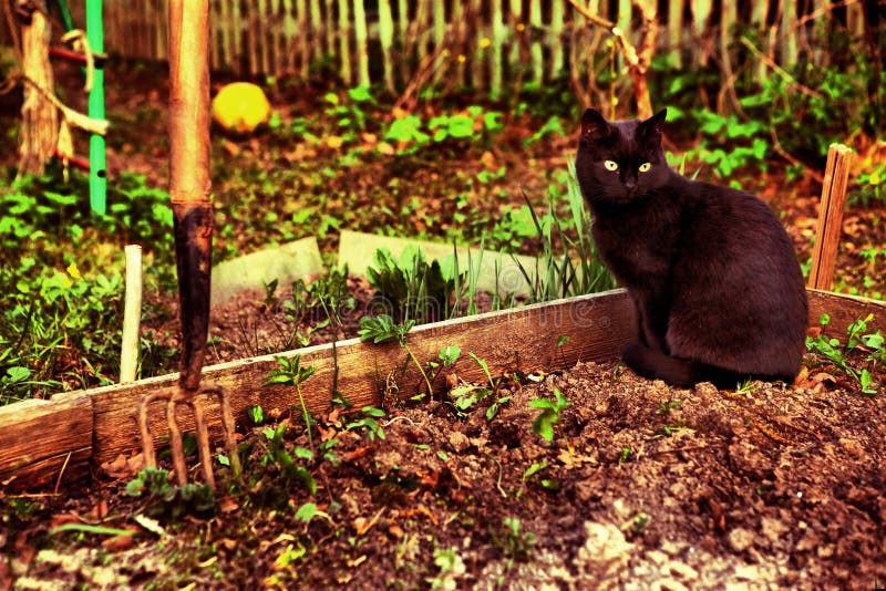 Black Cat on the Spring Seedbed Stock Image - Image of nature ...