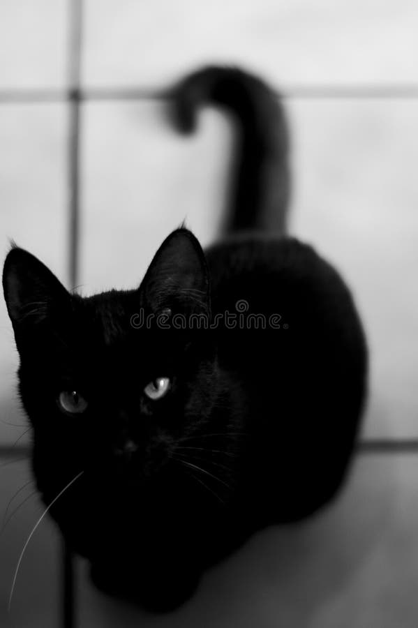 Black Cat, Squared Background Stock Image - Image of october, protests ...
