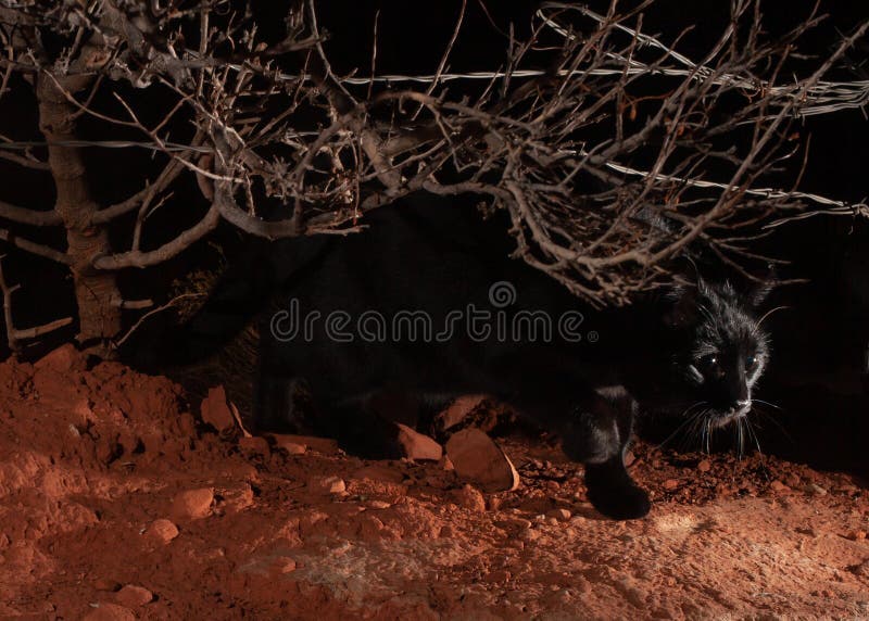 A Black Cat Stalks Under a Barbed Wire Fence in the Dark of Night Stock ...