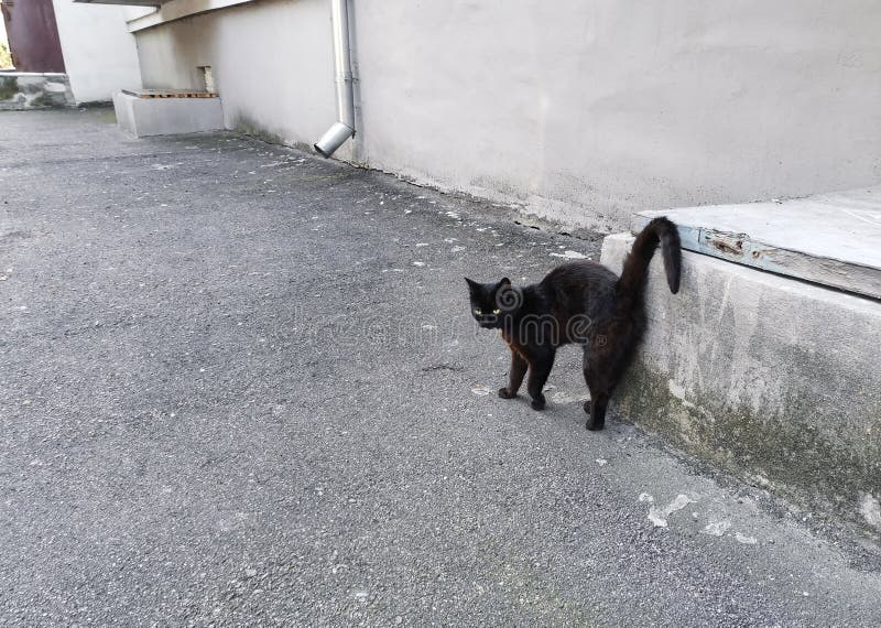 Black Cat Stands Arched Back at Street, Selective Focus Stock Image ...