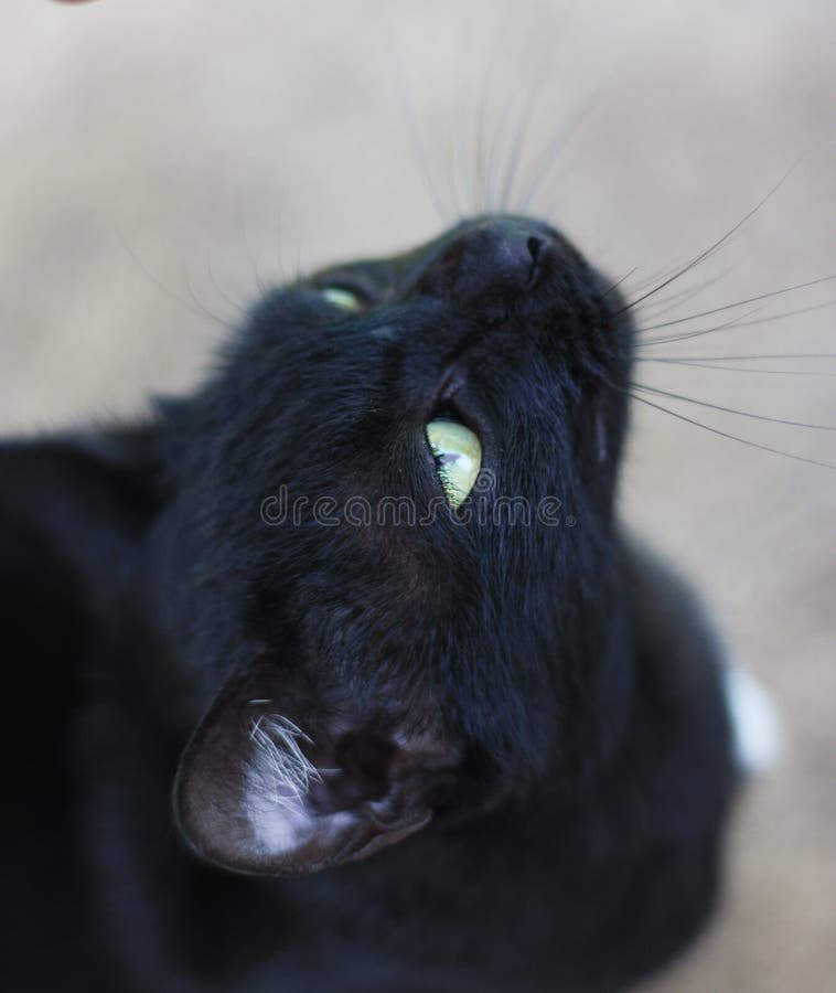 Black cat is staring. stock image. Image of watching - 126836553