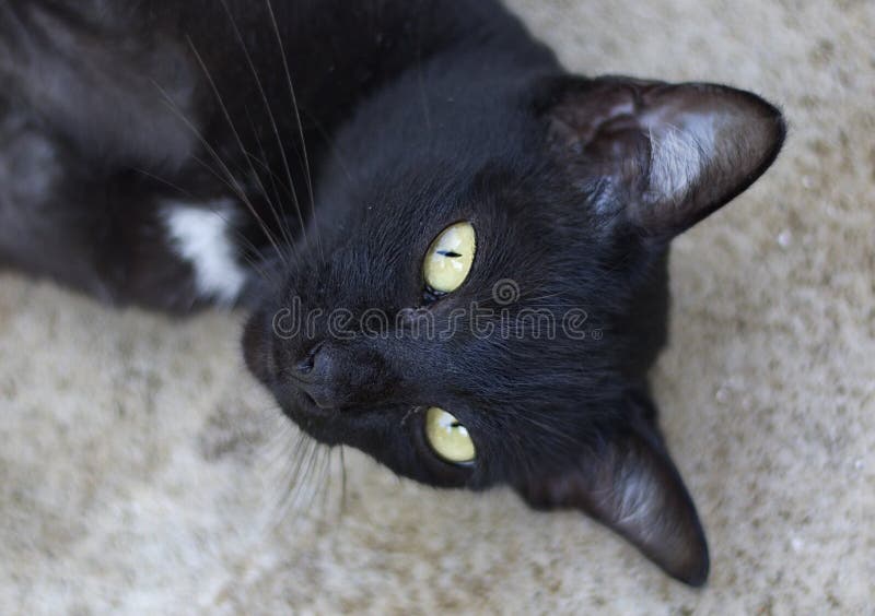 Black cat is staring. stock image. Image of cute, face - 126836547