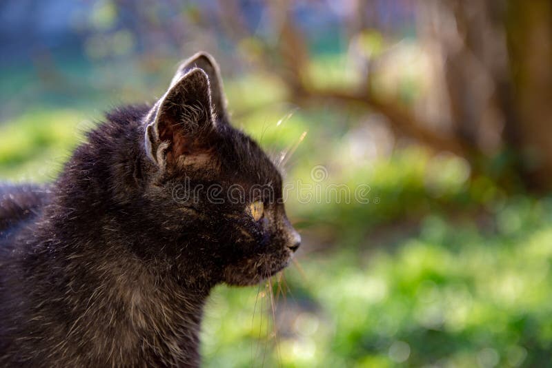 Black Cat Staring at the Distance. Stock Photo - Image of portrait ...