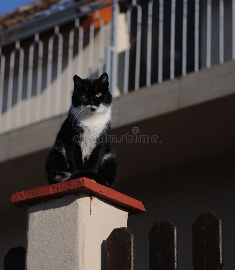 Black Cat Staring in Front of the House Stock Photo - Image of staring ...